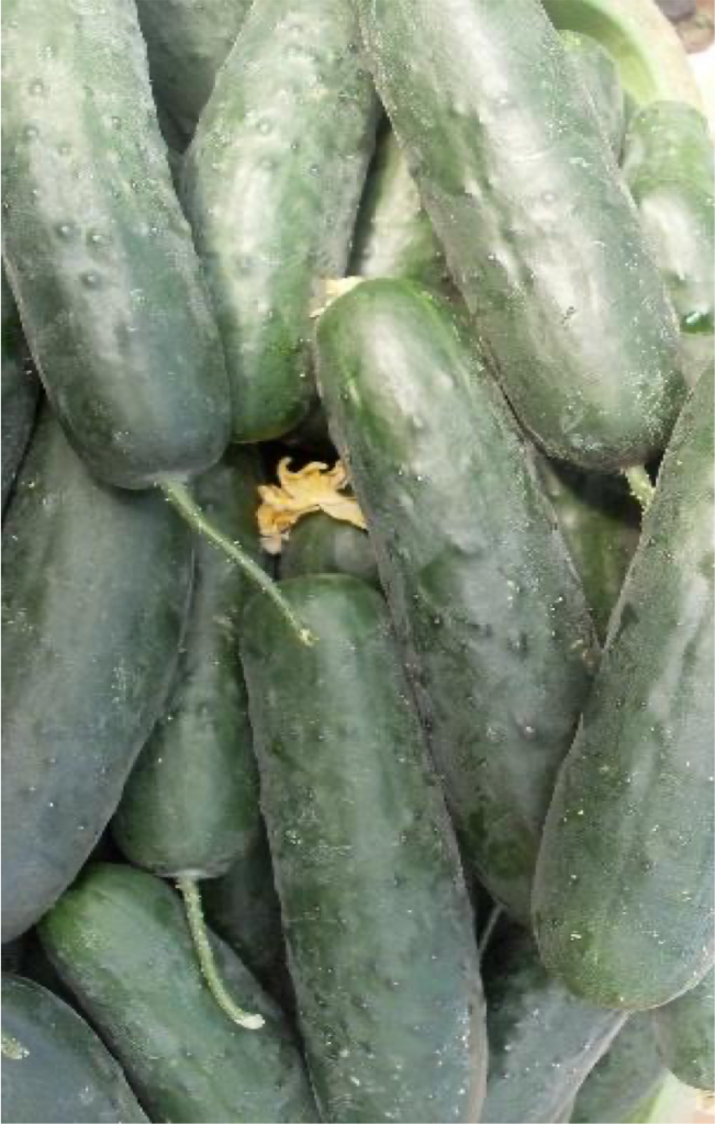 CUCUMBER - HOLLAND GENETICS